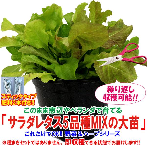 商品発送元："ITANSE農園セレクト通販"Healthy Herb &amp; Plants &amp; Fo人気のサラダレタスを緑葉、赤葉、丸葉、フリル葉など約5品種を多粒蒔きにして大苗にしました。いろいろな葉色・食味のレタスを同時に収...