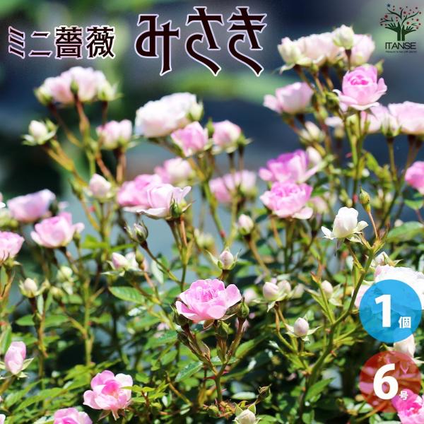 商品発送元："ITANSE農園セレクト通販"Healthy Herb &amp; Plants &amp; Foフラワー・ガーデニング既にトレリスに誘引しているので、この鉢のままで存分に薔薇を楽しめます。直径約1cmの小さな花が、スプレーの...