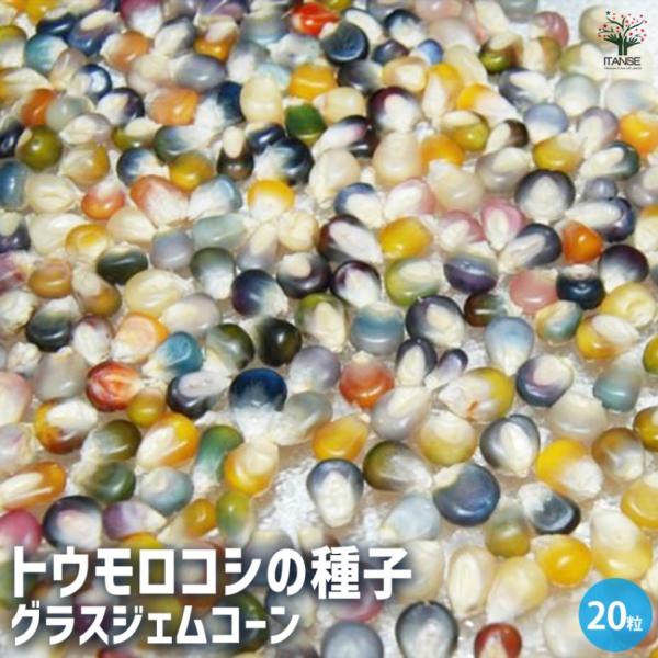 商品発送元："ITANSE農園セレクト通販"Healthy Herb &amp; Plants &amp; Fo20粒入り お買い得!!フラワー・ガーデニング、ガーデニング、種子・球根、野菜「まるで宝石みたい!!」人気のとうもろこし「グラス...