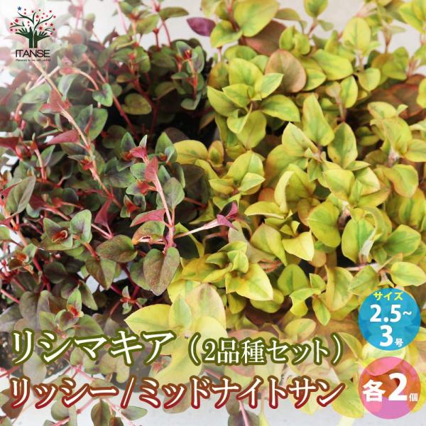 商品発送元："ITANSE農園セレクト通販"Healthy Herb &amp;amp; Plants &amp;amp; Foフラワー・ガーデニング、ガーデニング、苗物、花リシマキア・ミッドナイトサンは、ブロンズ色がかった緑の葉が魅力的な...