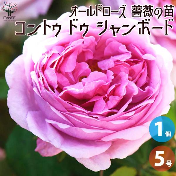 商品発送元："ITANSE農園セレクト通販"Healthy Herb &amp; Plants &amp; Foフラワー・ガーデニング、ガーデニング、苗物、花山梨県の薔薇苗専門のコマツガーデンさんが生産した苗木です。コントゥドゥシャンボード...