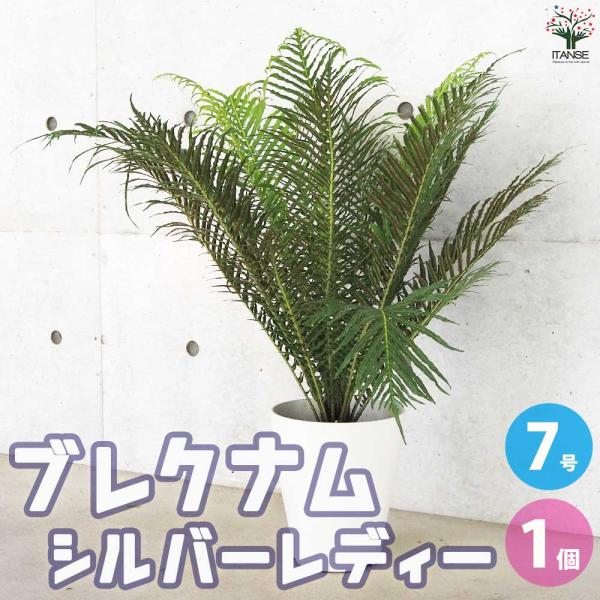 商品発送元："ITANSE農園セレクト通販"Healthy Herb &amp; Plants &amp; Foフラワー・ガーデニング、観葉植物ヤシの木のような葉姿が魅力的な、シダ植物です。ヤシ系の観葉植物には虫が付きやすい欠点があるのです...