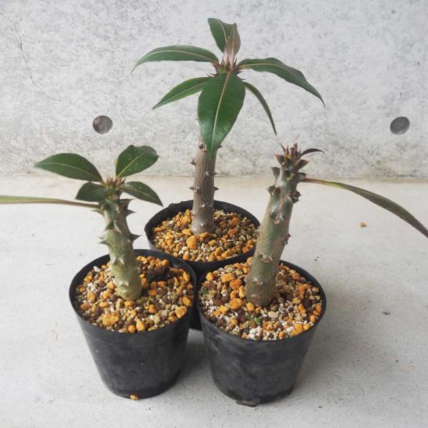 商品発送元："ITANSE農園セレクト通販"Healthy Herb &amp; Plants &amp; Foフラワー・ガーデニング、観葉植物バロニーは、コーデックスと呼ばれる塊根植物の一種で、1907年にパキポディウムとして最初に登録さ...