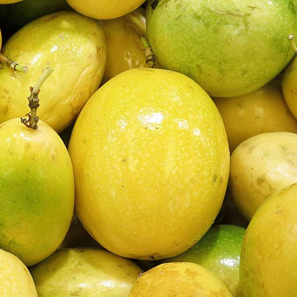 商品発送元："ITANSE農園セレクト通販"Healthy Herb &amp; Plants &amp; Foフラワー・ガーデニング、ガーデニング、苗物、野菜【品種特徴】ゴールデンジャイアントは、黄色系統の代表種で、大きな、果重が100g...