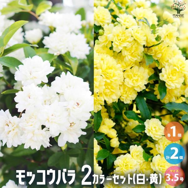 商品発送元："ITANSE農園セレクト通販"Healthy Herb &amp; Plants &amp; Foフラワー・ガーデニング、ガーデニング、苗物、花【セット内容】モッコウバラ白花・八重き3.5号：1個モッコウバラ黄花・八重き3.5...
