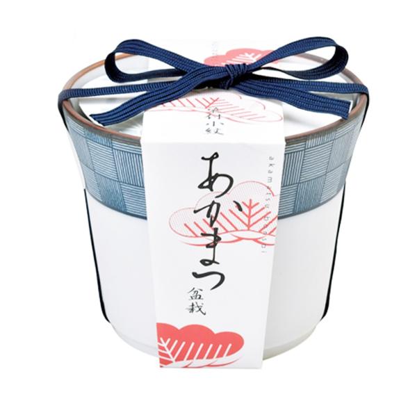 商品発送元："ITANSE農園セレクト通販"Healthy Herb &amp; Plants &amp; Foフラワー・ガーデニング、ガーデニング、種子・球根、栽培セット【セット内容】小鉢：1個(高さ：8.8cm直径：9.2cm)種：1袋...