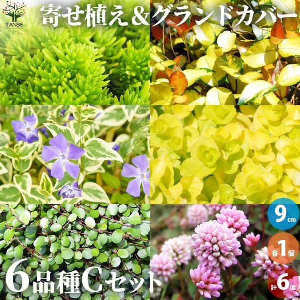 商品発送元："ITANSE農園セレクト通販"Healthy Herb &amp; Plants &amp; Foフラワー・ガーデニング、ガーデニング、苗物、花【セット内容】セダムゴールドマウンド9cm：1個テイカカズラ黄金9cm：1個斑入り...