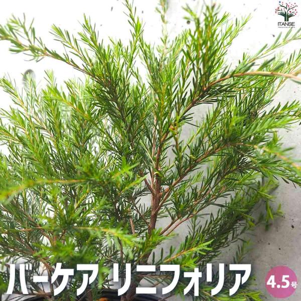 商品発送元："ITANSE農園セレクト通販"Healthy Herb &amp; Plants &amp; Foフラワー・ガーデニング、植木・盆栽・果樹「ネイティブプランツ」「オージープランツ」とも呼ばれる、オーストラリア原産の花木らしい、...