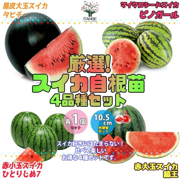 商品発送元："ITANSE農園セレクト通販"Healthy Herb &amp; Plants &amp; Foフラワー・ガーデニング、ガーデニング、苗物、野菜【セット内容:ピノガール1個・タヒチ1個・ひとりじめ7 1個・縞王1個の合計4P...