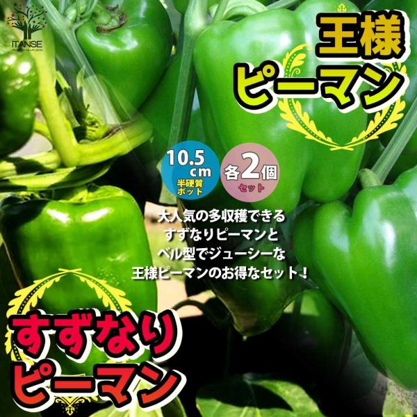 商品発送元："ITANSE農園セレクト通販"Healthy Herb &amp; Plants &amp; Foフラワー・ガーデニング、ガーデニング、苗物、野菜王様ピーマンとすずなりピーマンを2POTずつセットしました。(地域により遅霜にご...