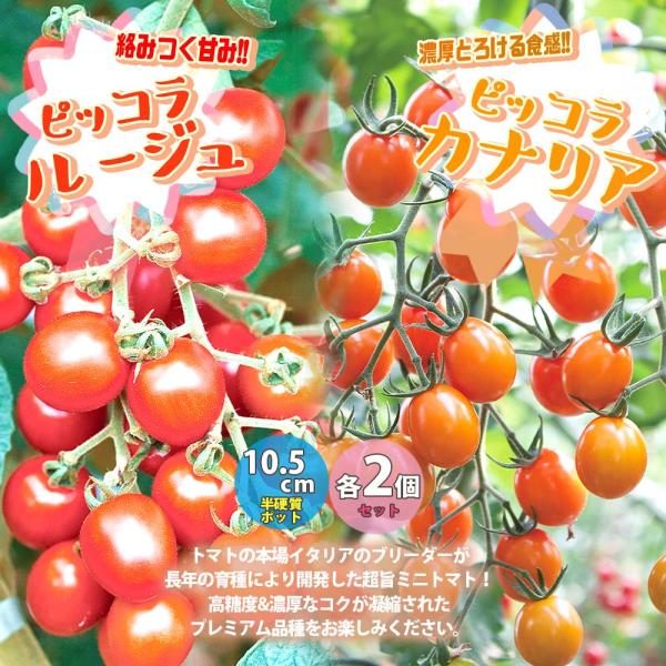 商品発送元："ITANSE農園セレクト通販"Healthy Herb &amp; Plants &amp; Foフラワー・ガーデニング、ガーデニング、苗物、野菜ピッコラルージュとピッコラカナリアを2POTずつセットしました。新しいトマトの世...