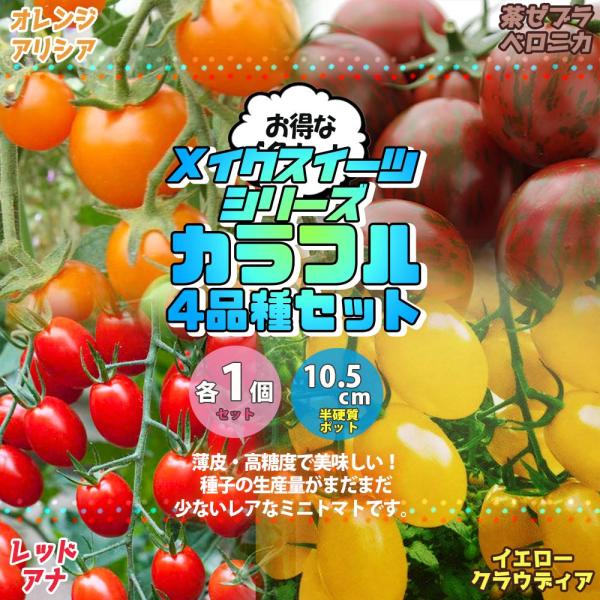 商品発送元："ITANSE農園セレクト通販"Healthy Herb &amp; Plants &amp; Foフラワー・ガーデニング、ガーデニング、苗物、野菜メイクスイーツシリーズ4品種カラフルセット！種子の生産量がまだ少ない品種です！果...