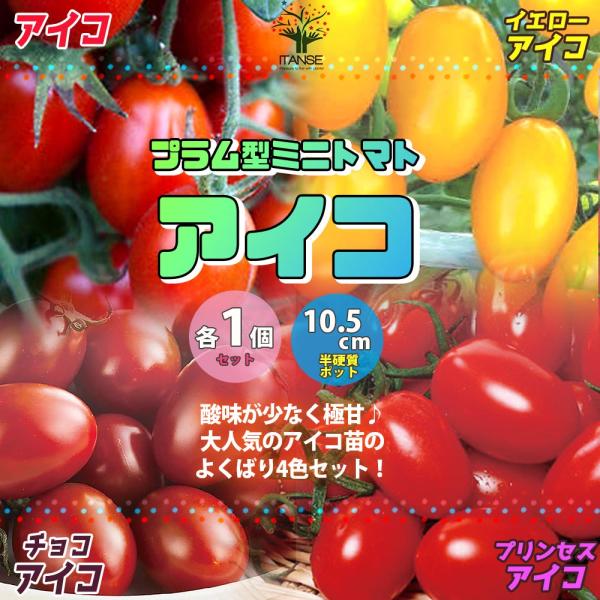 商品発送元："ITANSE農園セレクト通販"Healthy Herb &amp; Plants &amp; Foフラワー・ガーデニング、ガーデニング、苗物、野菜アイコシリーズ4品種カラフルセット！果肉が厚く、甘くて美味しい食べやすいプラム型...