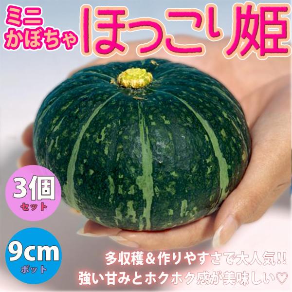 商品発送元："ITANSE農園セレクト通販"Healthy Herb &amp; Plants &amp; Foフラワー・ガーデニング、ガーデニング、苗物、野菜美味しさと作りやすさで人気のミニカボチャ!!ミニでありながら大型品種のようなホク...