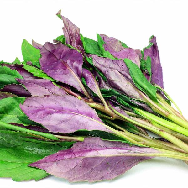 商品発送元："ITANSE農園セレクト通販"Healthy Herb &amp; Plants &amp; Foフラワー・ガーデニング、ガーデニング、苗物、野菜葉の部分と若い茎を食用とし、葉は少し厚みがあり、折り曲げるとパリッと割れるような...