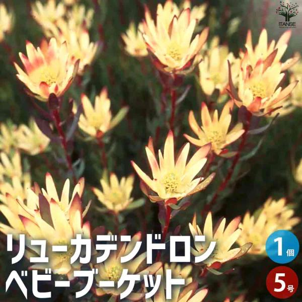 商品発送元："ITANSE農園セレクト通販"Healthy Herb &amp; Plants &amp; Foフラワー・ガーデニング、植木・盆栽・果樹【品種特徴】秋から冬頃にかけて、葉の先端が黄色く変色する品種です。花・苞葉(ほうよう)は...