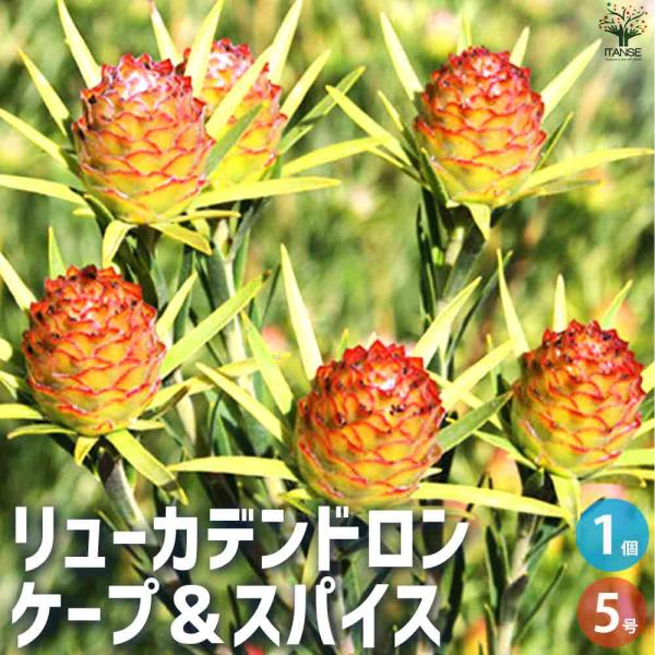 商品発送元："ITANSE農園セレクト通販"Healthy Herb &amp; Plants &amp; Foフラワー・ガーデニング、植木・盆栽・果樹【品種特徴】秋から冬頃にかけて、葉の先端がライトパープルに変色する品種です。他のリューカ...