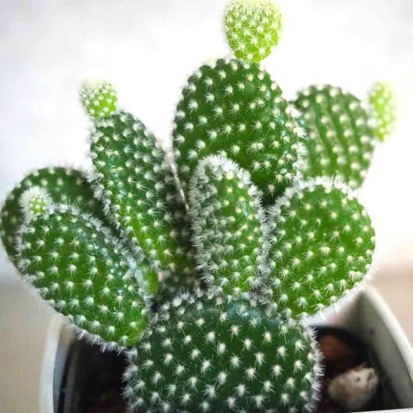 商品発送元："ITANSE農園セレクト通販"Healthy Herb &amp; Plants &amp; Foフラワー・ガーデニング、観葉植物ふわふわとした白いトゲに、ウサギのようなシルエットが可愛い多肉植物です。トゲは毛のように細く、等...