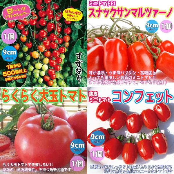 商品発送元："ITANSE農園セレクト通販"Healthy Herb &amp; Plants &amp; Fo人気のトマト品種と当店が絶対オススメする「トマト苗4品種」バラエティーセット！フラワー・ガーデニング、ガーデニング、苗物、野菜人...