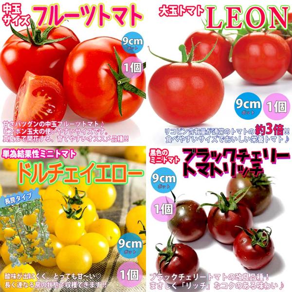商品発送元："ITANSE農園セレクト通販"Healthy Herb &amp; Plants &amp; Fo人気のトマト品種と当店が絶対オススメする「トマト苗4品種」バラエティーセット！フラワー・ガーデニング、ガーデニング、苗物、野菜人...