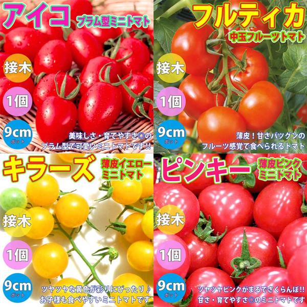 商品発送元："ITANSE農園セレクト通販"Healthy Herb &amp; Plants &amp; Fo人気のトマト品種と当店が絶対オススメする接木苗の「トマト苗4品種」バラエティーセット！フラワー・ガーデニング、ガーデニング、苗物...