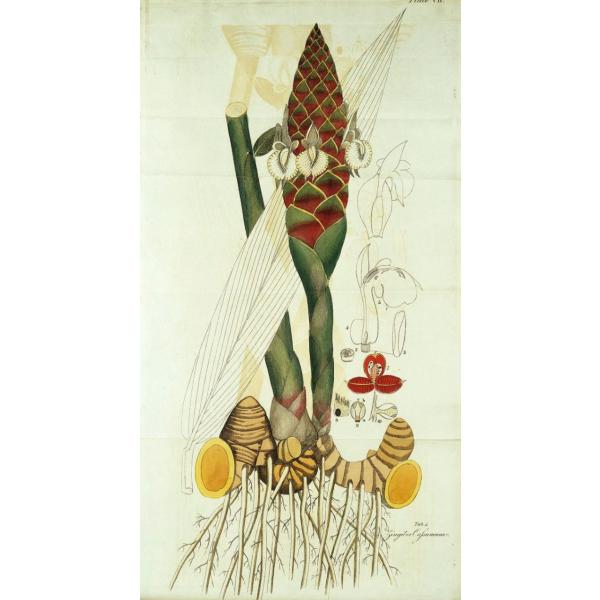 商品発送元：美容・健康ノニ・ブアメラ｜ジャムゥの米寿堂ヘルス・ダイエット、健康食品、栄養調整食品海のかなた熱帯ジャワからの贈り物忘れないうちにポンツクショウガ、50ｇ、3袋ジャワ生姜、バングレインドネシア伝承健康食品ジャムゥの新商品。12月...