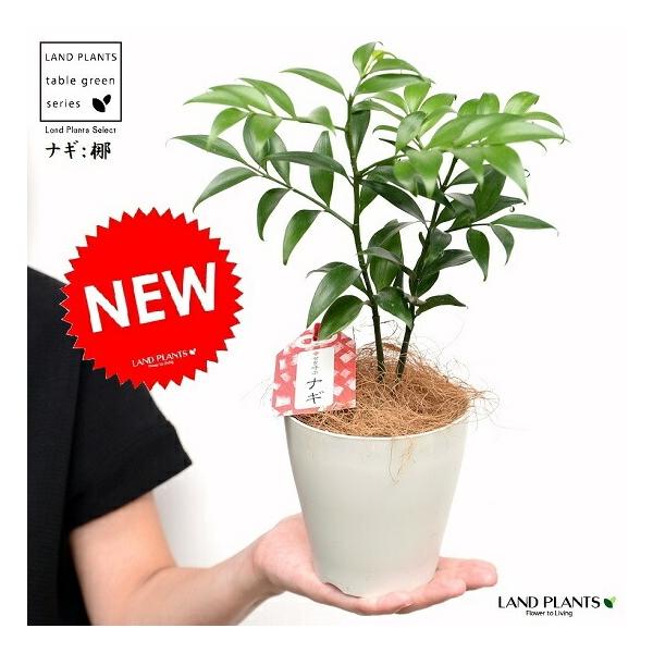 商品発送元：LAND PLANTSフラワー・ガーデニング『 熊野のご神木　とっても縁起の良い　ナギの苗木です♪  』　　　　　　　●メッセージカード無料です。　●ラッピング無料です。●合格祈願に最適！*プレゼントにもってこい* おすすめです...