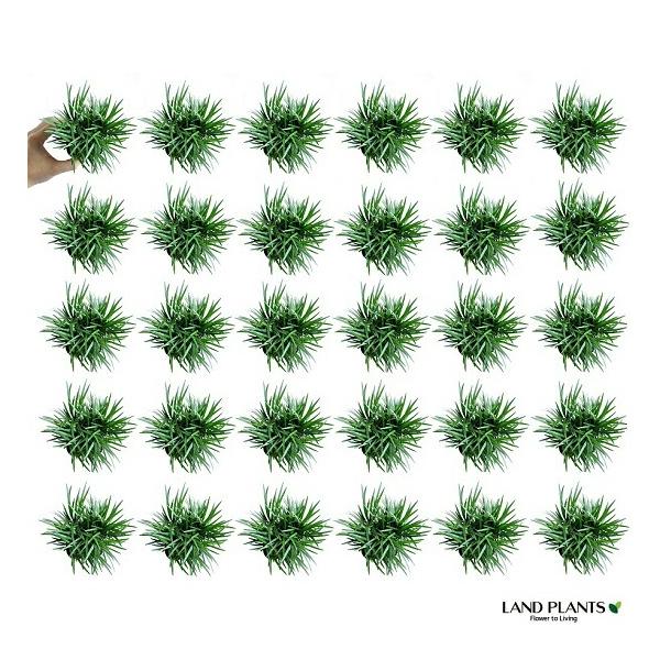 商品発送元：LAND PLANTSフラワー・ガーデニンググランドカバーにおすすめです♪タマリュウ　苗ポット　30苗セット