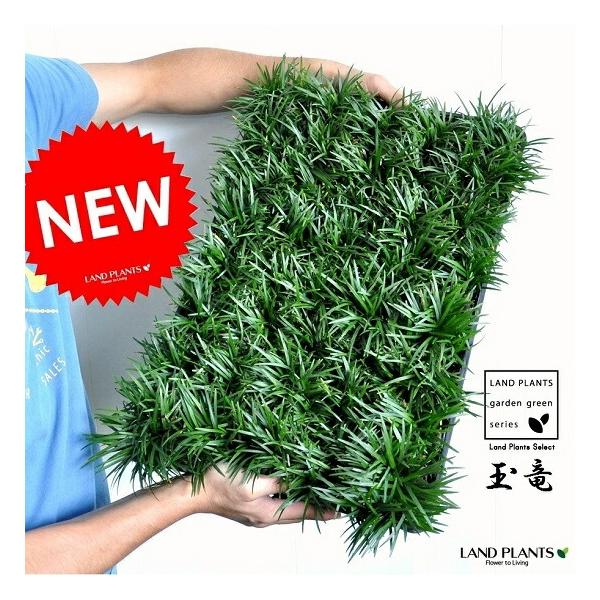 商品発送元：LAND PLANTSフラワー・ガーデニンググランドカバーにおすすめです♪タマリュウ　苗ポット　1ケース　40苗セット