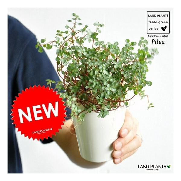 商品発送元：LAND PLANTSフラワー・ガーデニングスタッフ一押しの商品です♪　　オススメ♪　オススメ♪『 アルミニウムの様な美しい葉色♪　本当に美しい綺麗な植物です！  』　　　　　　*お水をあげれば・ぐんぐん成長します！*　　　お水...