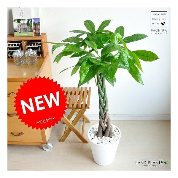 商品発送元：LAND PLANTSフラワー・ガーデニング●植替え不要　●受け皿付属　●天然の飾り石　●育て方カード付『 お手入れ簡単！本当に簡単！　爽やかな葉っぱがとってもキュート♪ 』「絶対的な人気の観葉植物！ 丈夫で育てやすい爽やかパキ...