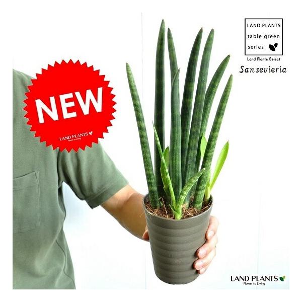 商品発送元：LAND PLANTSフラワー・ガーデニング　　　　　　　乾燥に強い植物なので、長期の旅行でもヘッチャラです♪専用の土を使い一つずつ植え込んでお届けいたします。