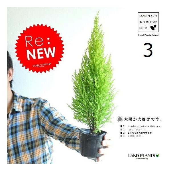 商品発送元：LAND PLANTSフラワー・ガーデニング病害虫も少なく強い種類の樹です。　　    　　   成長すると10ｍを越す高木となり、                             　　　　   お庭のシンボルツリーとし...