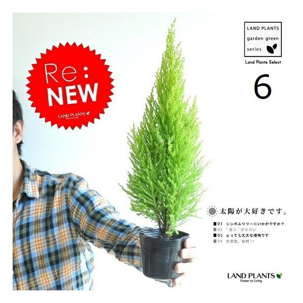 商品発送元：LAND PLANTSフラワー・ガーデニング病害虫も少なく強い種類の樹です。　　    　　   成長すると10ｍを越す高木となり、                             　　　　   お庭のシンボルツリーとし...