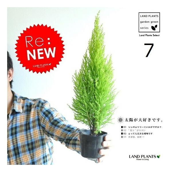 商品発送元：LAND PLANTSフラワー・ガーデニング病害虫も少なく強い種類の樹です。　　    　　   成長すると10ｍを越す高木となり、                             　　　　   お庭のシンボルツリーとし...