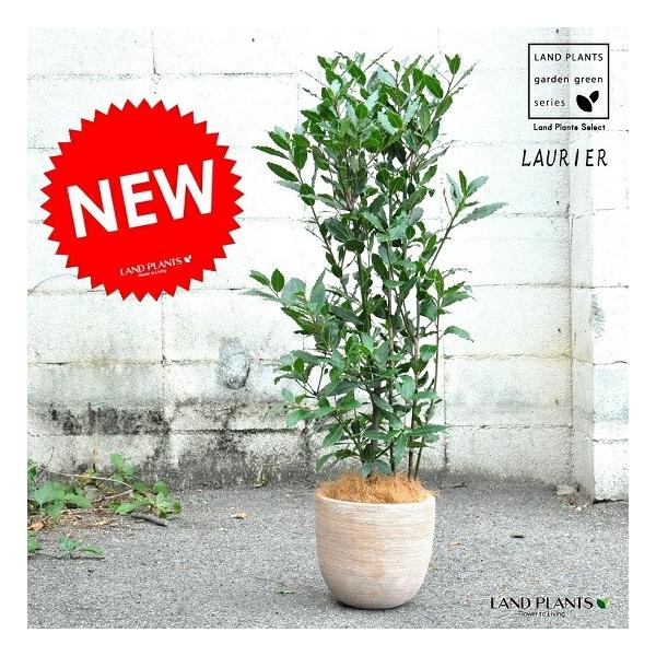 商品発送元：LAND PLANTSフラワー・ガーデニング『癒し効果』『空気清浄』『温度調節』『お洒落なテラコッタ鉢セット　葉の落ちない月桂樹　料理に使うこともできます！ 』●メッセージカード無料です。　●ラッピング無料です。●ギフトに最適！...