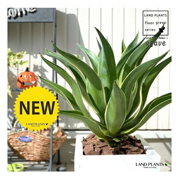 商品発送元：LAND PLANTSフラワー・ガーデニング●こんなグリーンが欲しかった♪　●スタイリッシュな空間演出ができます！『 カッコイイ観葉植物！　スタイリッシュな鉢植えアガベです♪ 』植替えいらずが◎ スタイリッシュな陶器鉢との相性も...