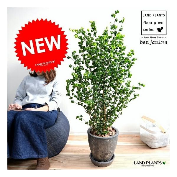 商品発送元：LAND PLANTSフラワー・ガーデニング●植替え不要　●受け皿付属　●バークチップ　●育て方カード付『 くるんくるんの可愛い葉っぱで　お部屋の印象ＵＰ↑　質感の良い陶器鉢が◎ 』「当店 でも人気上位の観葉植物！　注目度No....