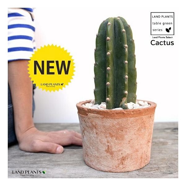 商品発送元：LAND PLANTSフラワー・ガーデニング『 棘なし！　デスクの上にカッコいいサボテンを飾ろう。 』　　