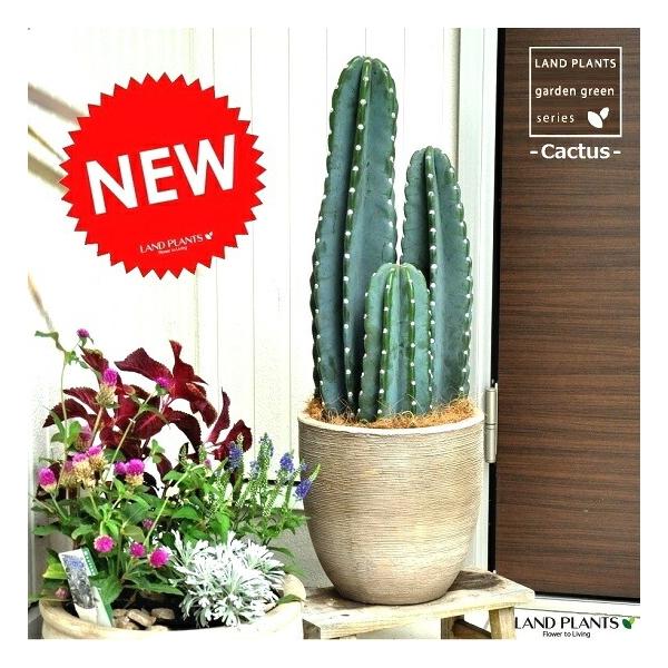 商品発送元：LAND PLANTSフラワー・ガーデニング*お水は１ヶ月に１度でＯＫ♪『 トゲの無いとても丈夫なサボテンです♪ 』植物初心者の方でもラクラクで管理できます。