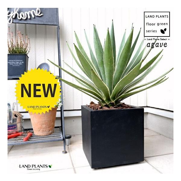 商品発送元：LAND PLANTSフラワー・ガーデニング●こんなグリーンが欲しかった♪　●スタイリッシュな空間演出ができます！『 カッコイイ観葉植物！　スタイリッシュな鉢植えアガベです♪ 』植替えいらずが◎ スタイリッシュな陶器鉢との相性も...