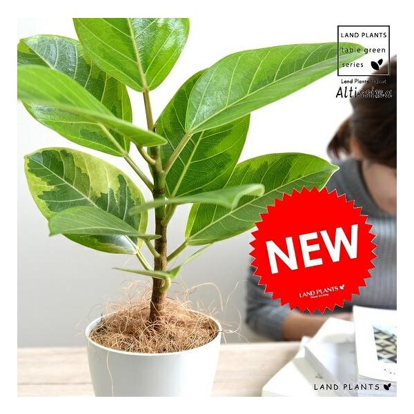 商品発送元：LAND PLANTSフラワー・ガーデニング●植替え不要　●ココファイバー付属『 美しいの一言！アルテシーマ　卓上で育てるお試しサイズ登場！ 』「当店 大人気の観葉植物！　フィカス・アルテシーマ 」シンプルな鉢と育てやすさがポイ...