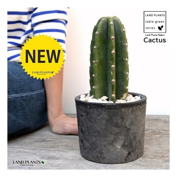 商品発送元：LAND PLANTSフラワー・ガーデニング『 棘なし！　デスクの上にカッコいいサボテンを飾ろう。 』　　