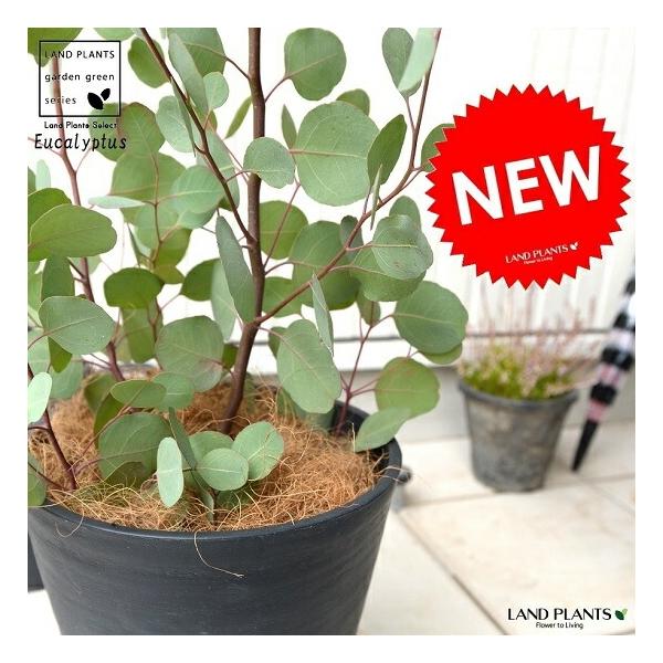 商品発送元：LAND PLANTSフラワー・ガーデニング『癒し効果』『空気清浄』『温度調節』『 可愛らしい葉っぱの樹　コアラも大好きなユーカリの木です 』Garden green series花言葉：『再生』『新生』『思い出』『記憶』『慰め...
