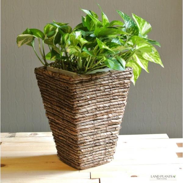 商品発送元：LAND PLANTSフラワー・ガーデニング鉢カバーでお持ちの観葉植物もいっきに主役！  　　生花のアレンジバスケットにもお使いいただけます。