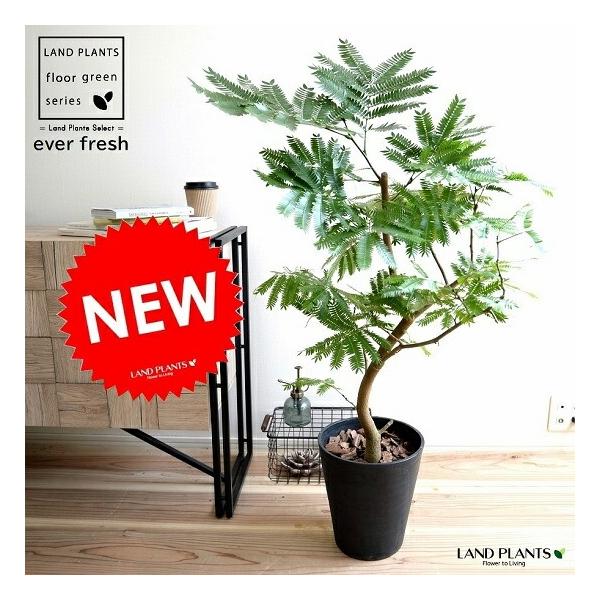商品発送元：LAND PLANTSフラワー・ガーデニング●植替え不要　●受け皿付属　●バークチップ　●育て方カード付『 清潔感あふれるお洒落なグリーン　お部屋の印象ＵＰ↑　陶器のよう高品質のプラスチック鉢が◎ 』「当店 人気の観葉植物！　ね...