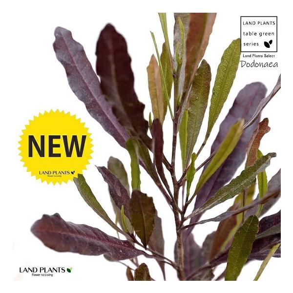 商品発送元：LAND PLANTSフラワー・ガーデニング病害虫も少なく強い種類の樹です。　　    　　   成長の早い広葉樹です！                             　　　　   大人気のドドナエアの樹の苗木です。◎...