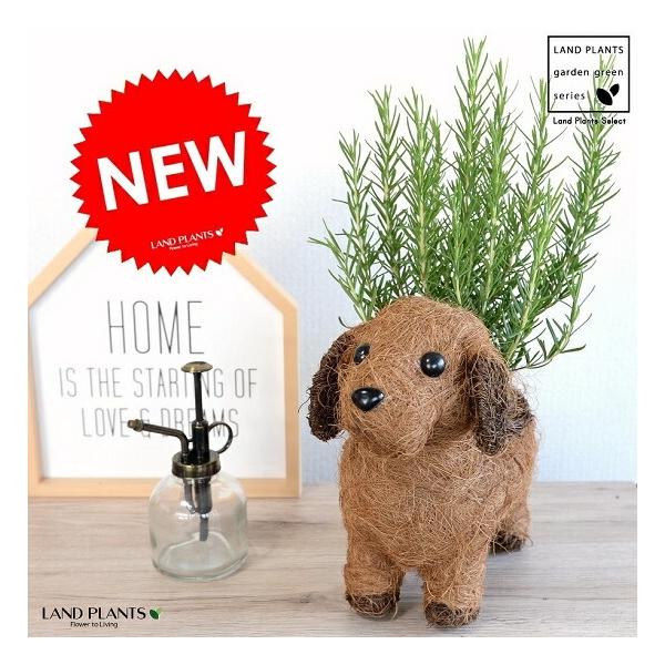 商品発送元：LAND PLANTSフラワー・ガーデニング●植替え不要　●ヤシ繊維付き　●育て方カード付き『 オシャレなローズマリーを育てませんか？　ベランダやお庭に素敵なワンポイントを！ 』風合いのあるテラコッタ鉢に　こだわりの土を使い植え...