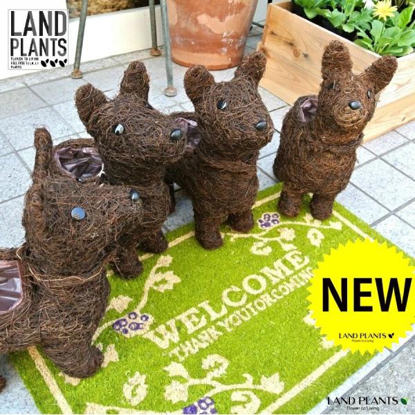 商品発送元：LAND PLANTSフラワー・ガーデニング季節のお花と、可愛いワンちゃんが玄関で　お出迎え♪