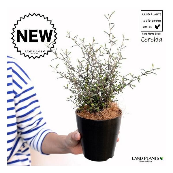 商品発送元：LAND PLANTSフラワー・ガーデニング●植替え不要　●ココファイバー付き　●鉢カバー付き『 ニュージーランド原産のちょっと変わった植物 』　黒色の枝がオブジェのようです◎お試しサイズの４号です。Garden green s...